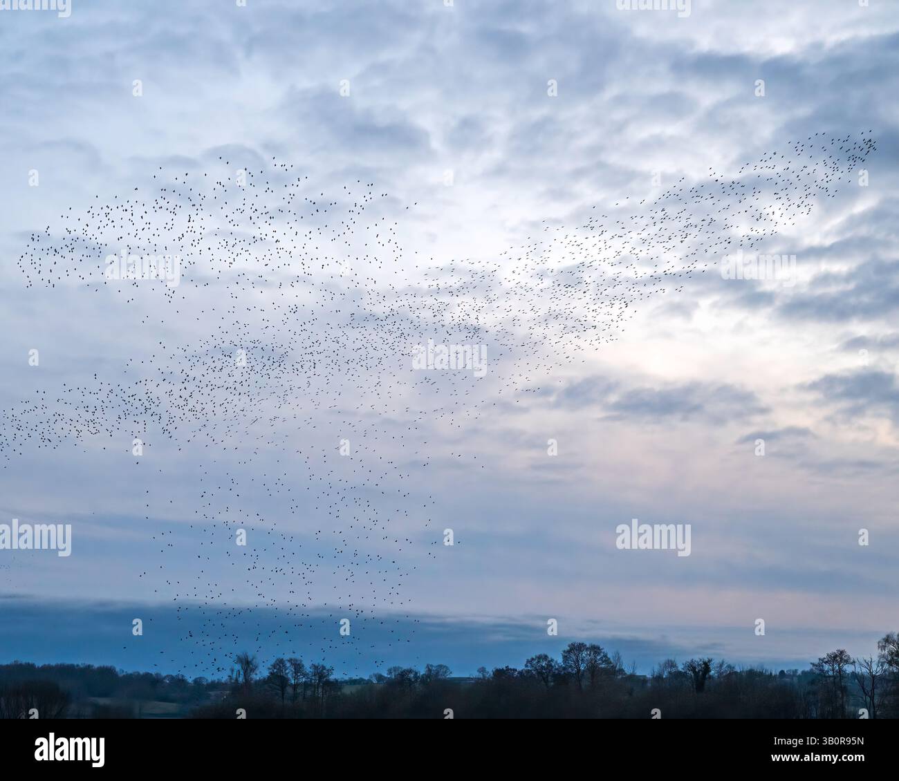 A starling murmuration over the nature reserve at RSPB Ham Wall ...