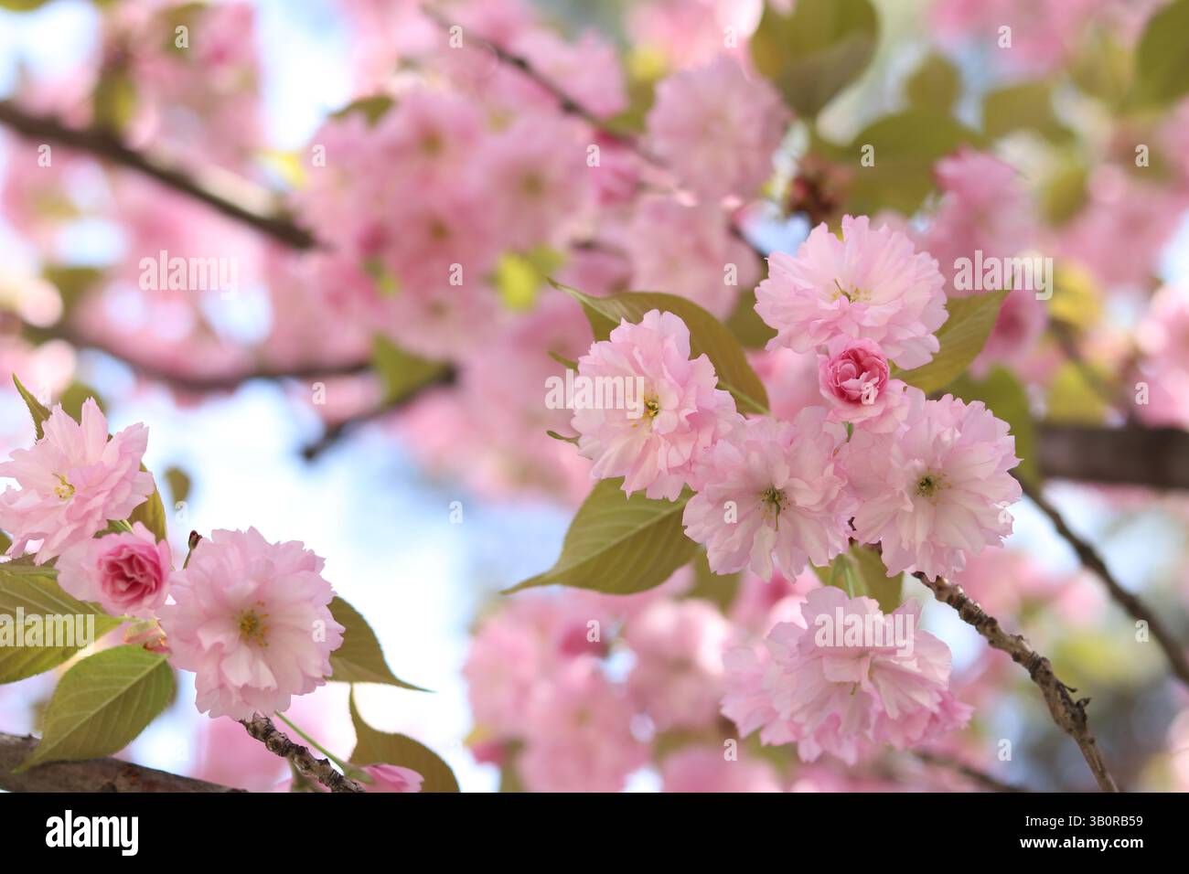 Sakura in full bloom. Beautiful pink sakura flowers with soft focus ...