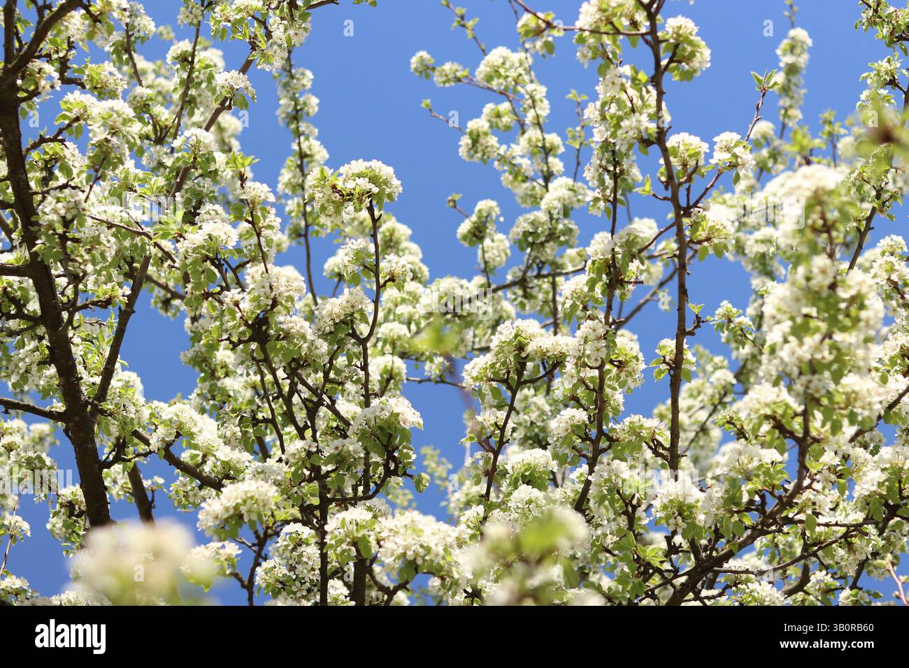 Pear blossom. Tree blooming with white flowers against blue sky. Spring ...