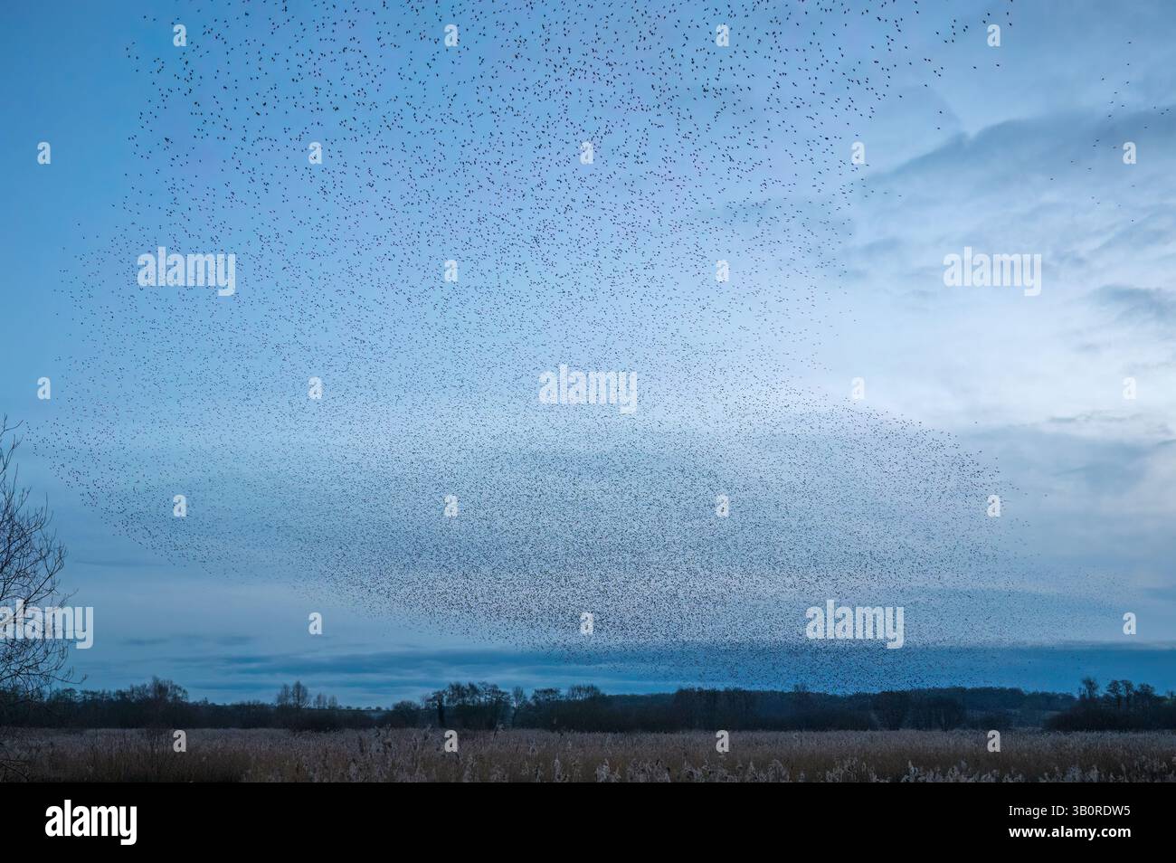 A starling murmuration over the nature reserve at RSPB Ham Wall ...