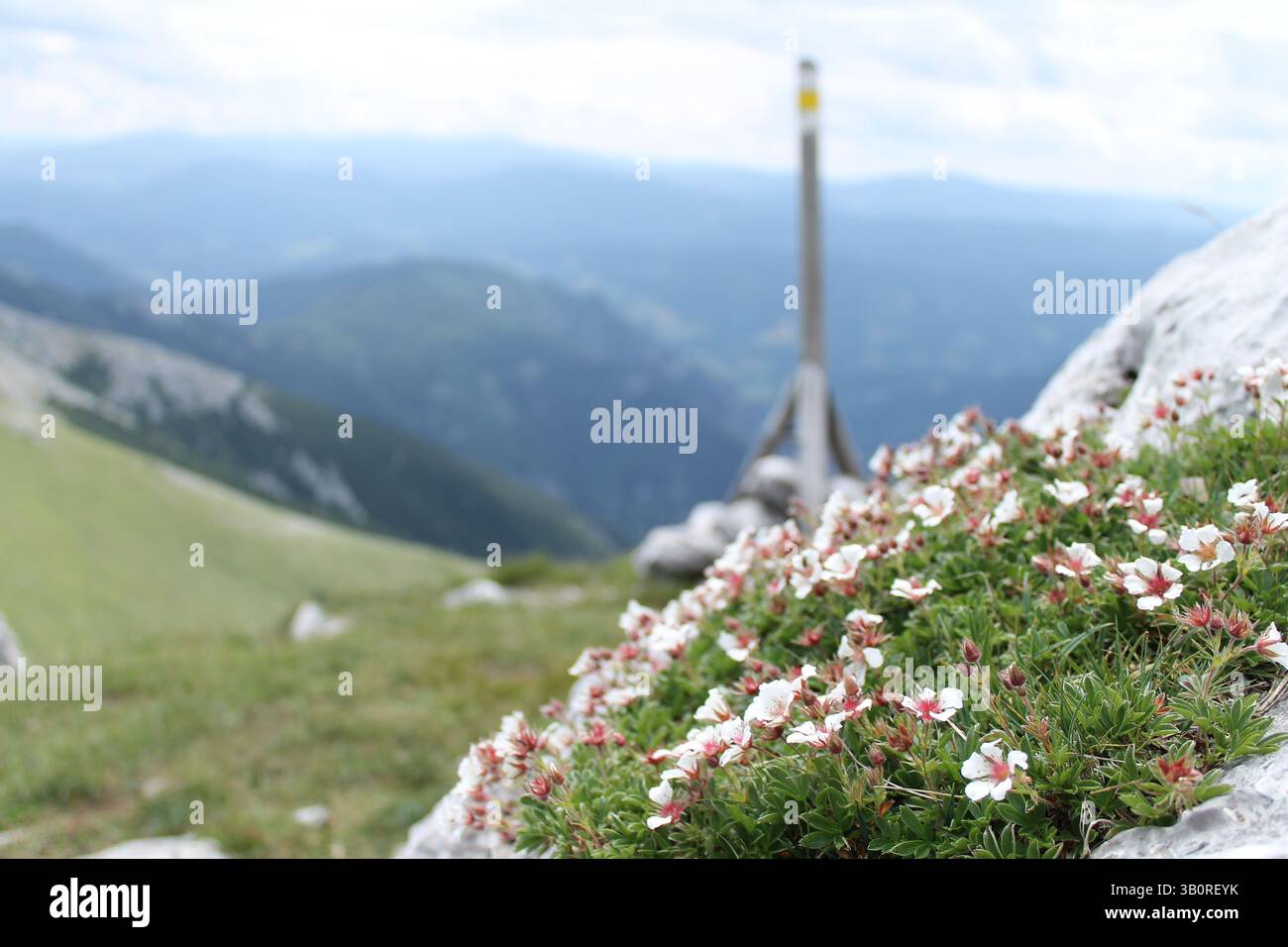 White alpine wildflowers on Mt. Schneeberg Stock Photo - Alamy