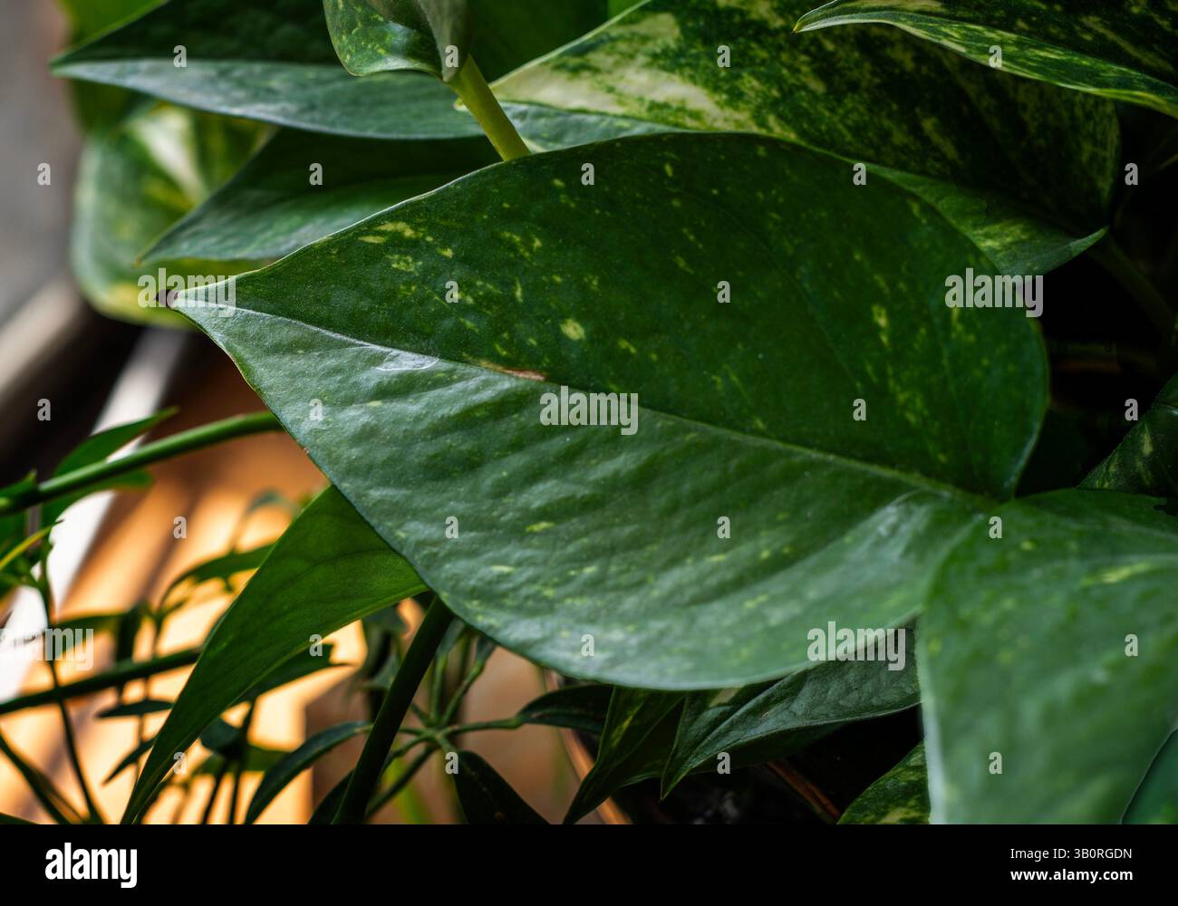Pothos plant hi-res stock photography and images - Alamy