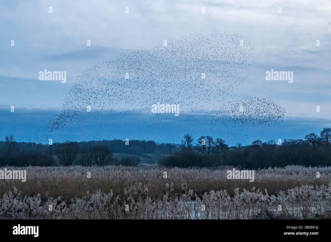 A starling murmuration over the nature reserve at RSPB Ham Wall ...