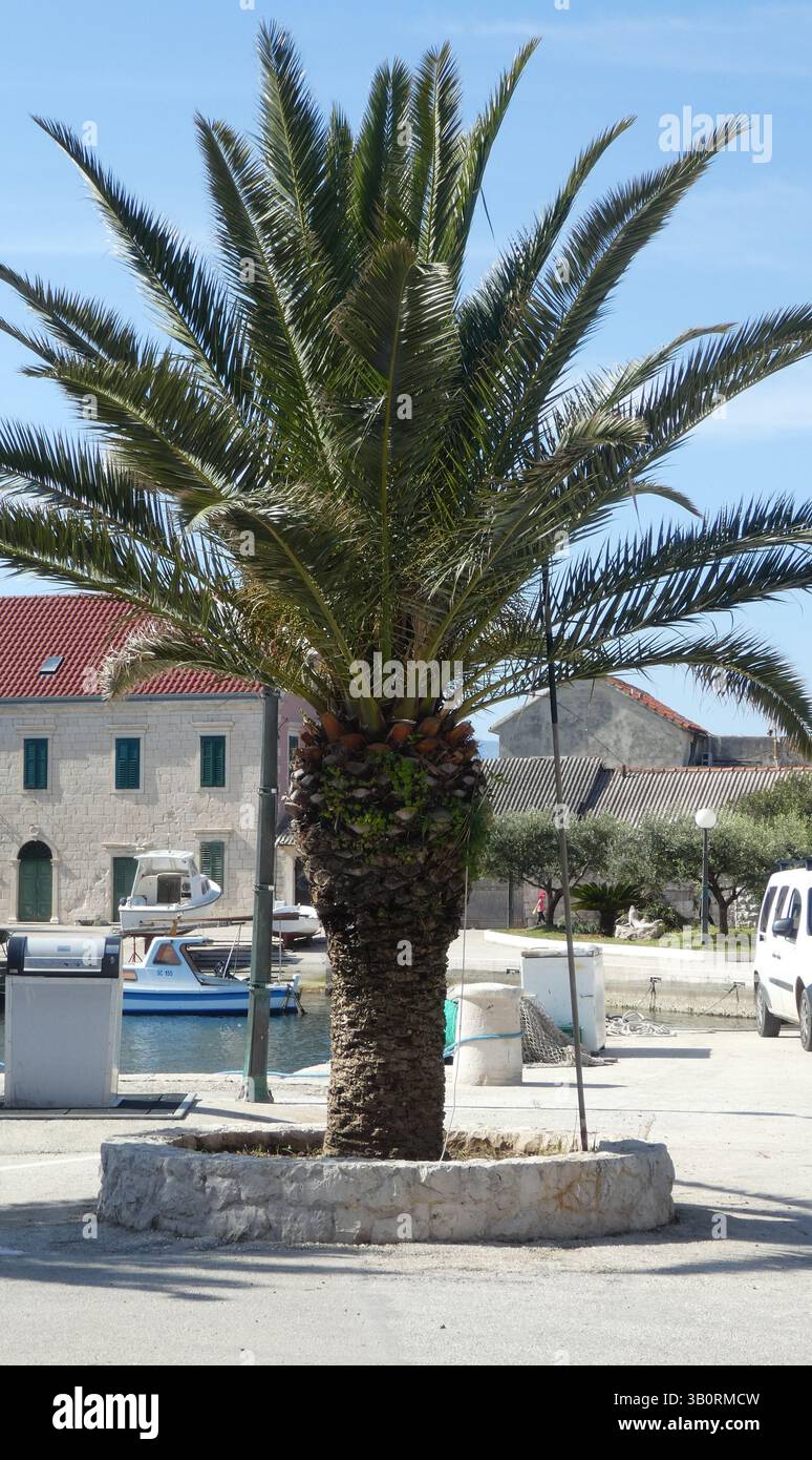 Exotic palm tree Stock Photo - Alamy