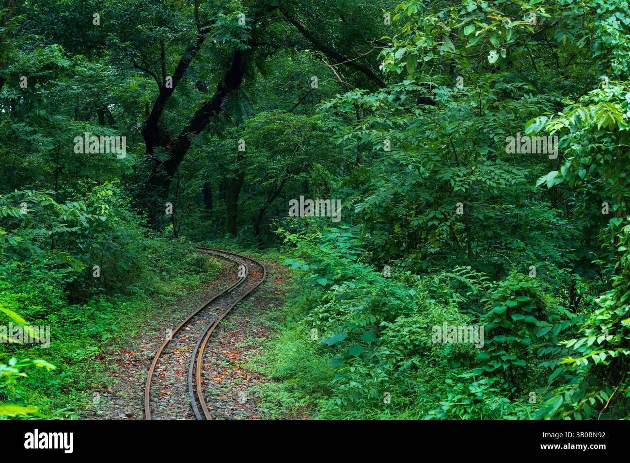 Toy train line, narrow gauge train line passing through Himalayan ...