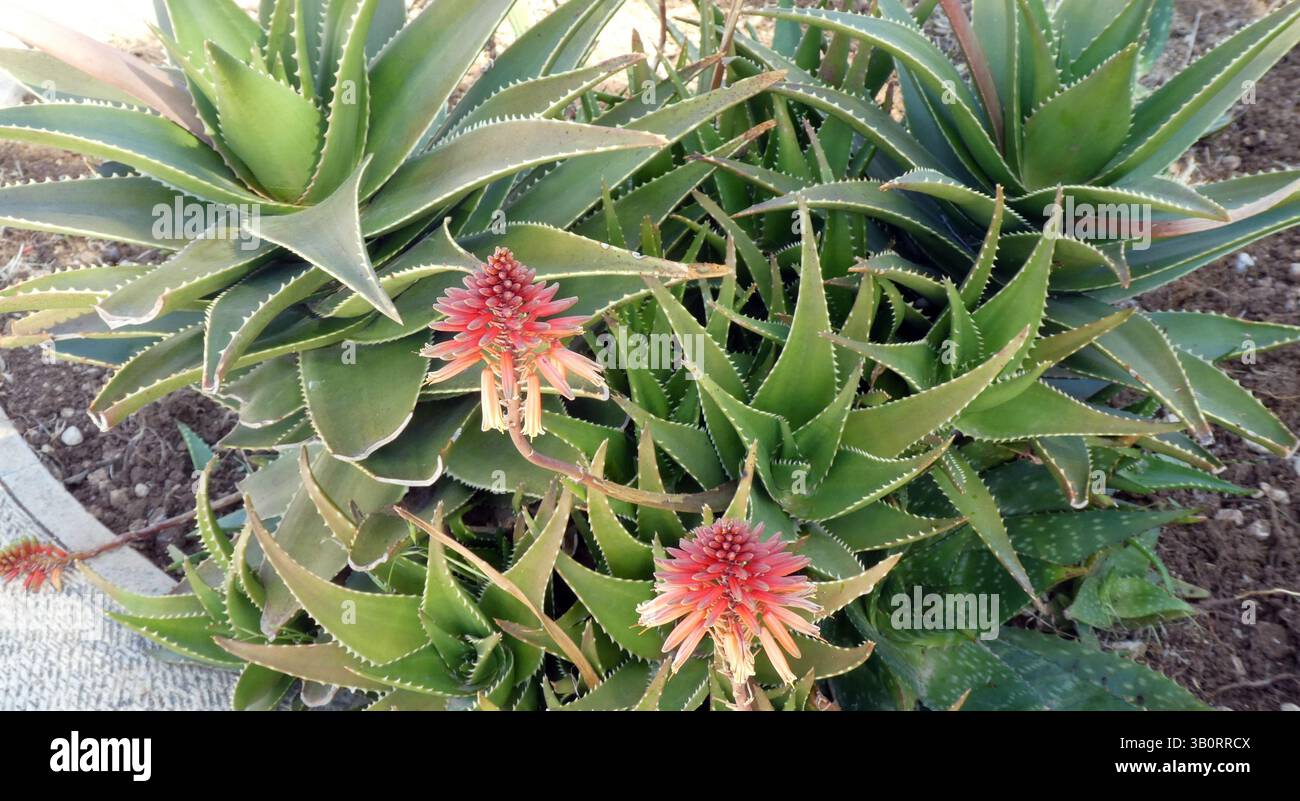 Aloe vera aloe vera inflorescence hi-res stock photography and images ...