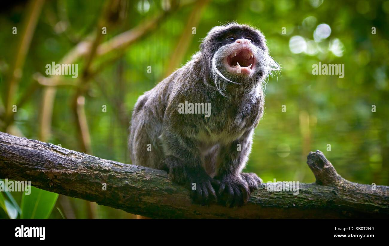 Emperor Mustache Tamarin (Saguinus imperator) calling on a branch Stock ...