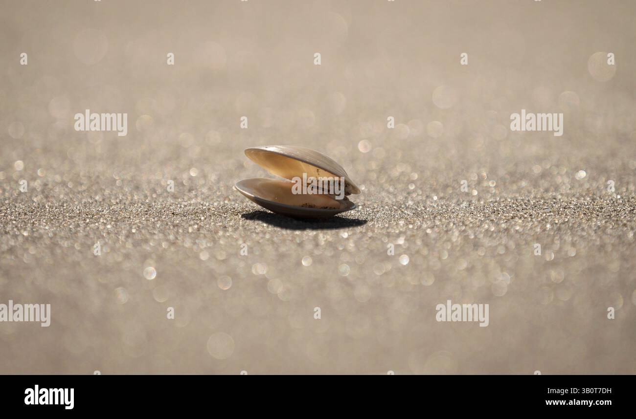 Detailed close up bokeh shot of a single empty light colored open ...