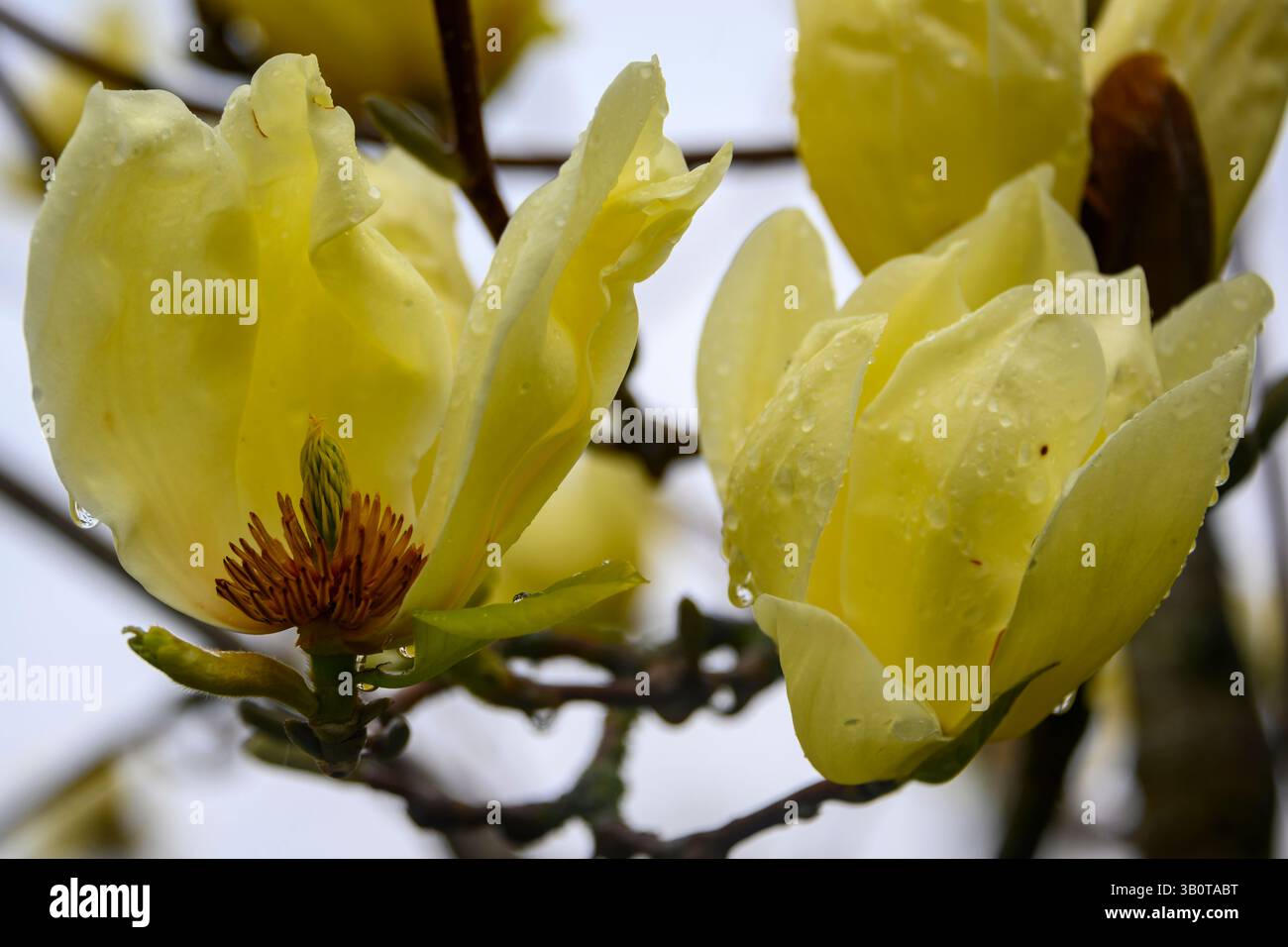 Yellow magnolia hi-res stock photography and images - Alamy