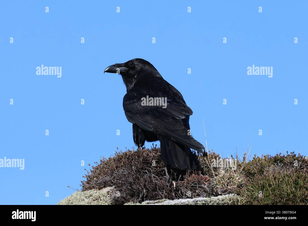 Raven in sun on hi-res stock photography and images - Alamy