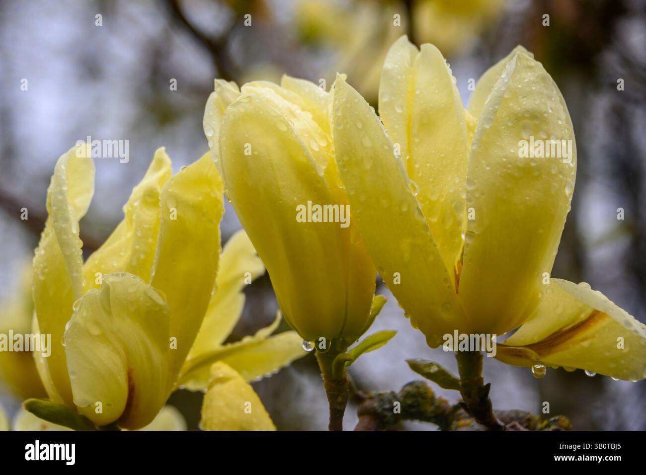 Yellow magnolia hi-res stock photography and images - Alamy