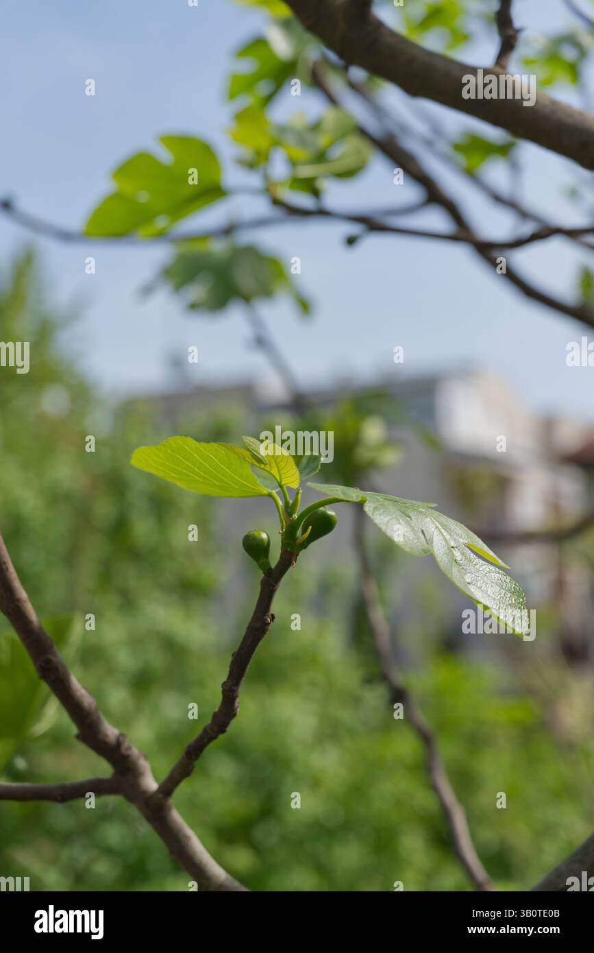 A young fig tree branch displays vibrant green leaves and small ...