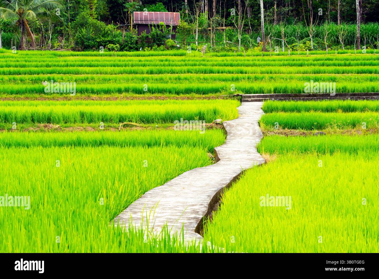 Panoramic view of green terraced rice fields. Libureng, Tanete Riaja ...