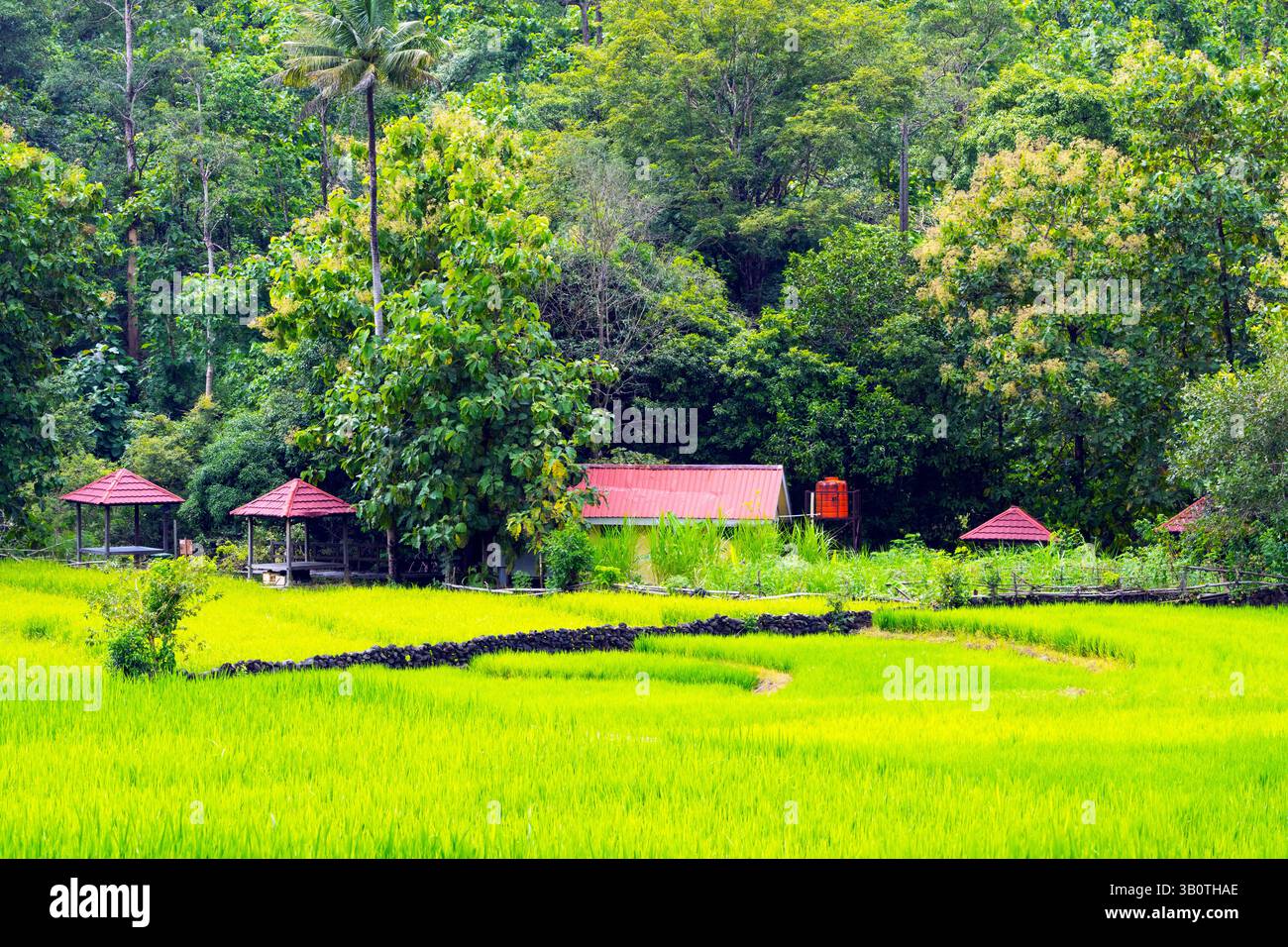 Panoramic view of green terraced rice fields. Libureng, Tanete Riaja ...