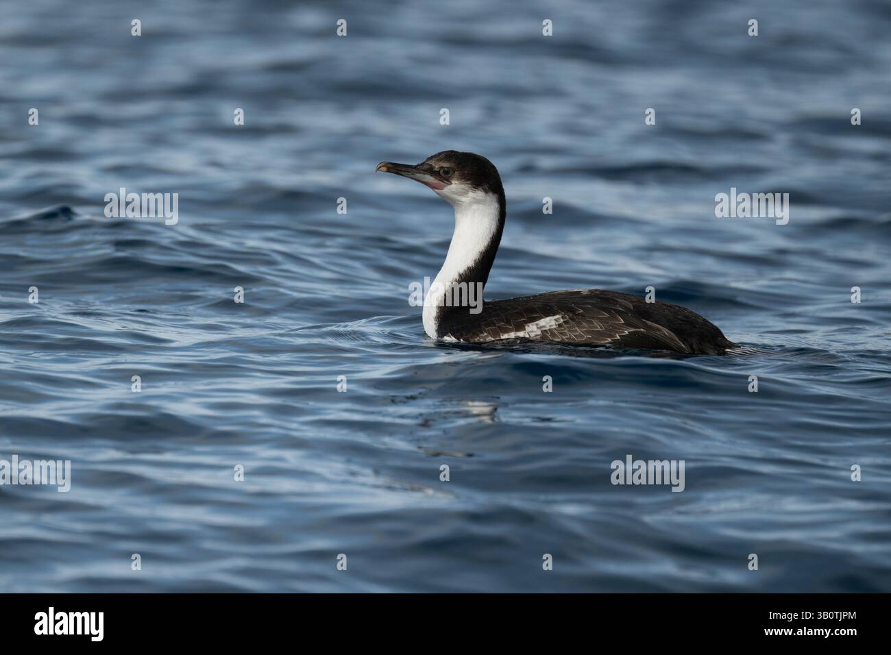 A non-breeding Imperial Cormorant (Leucocarbo atriceps) swmming on the ...