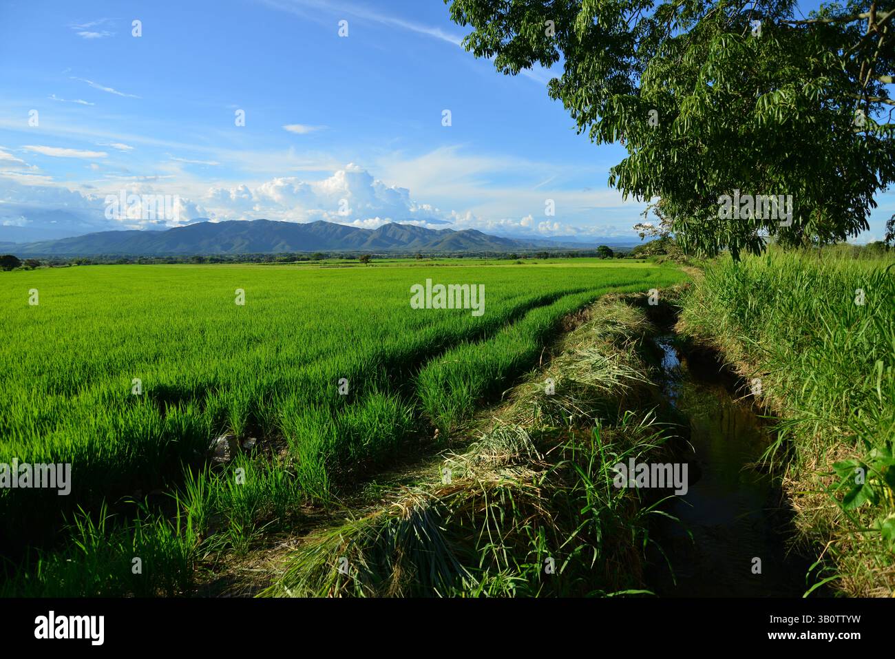Rice farming colombia hi-res stock photography and images - Alamy