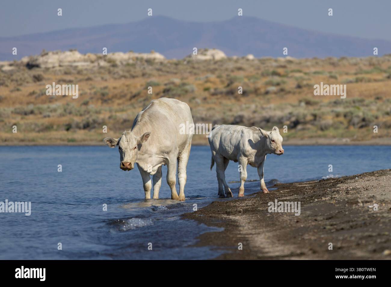 Two cows, one large and one calf, wade through shallow water near the ...