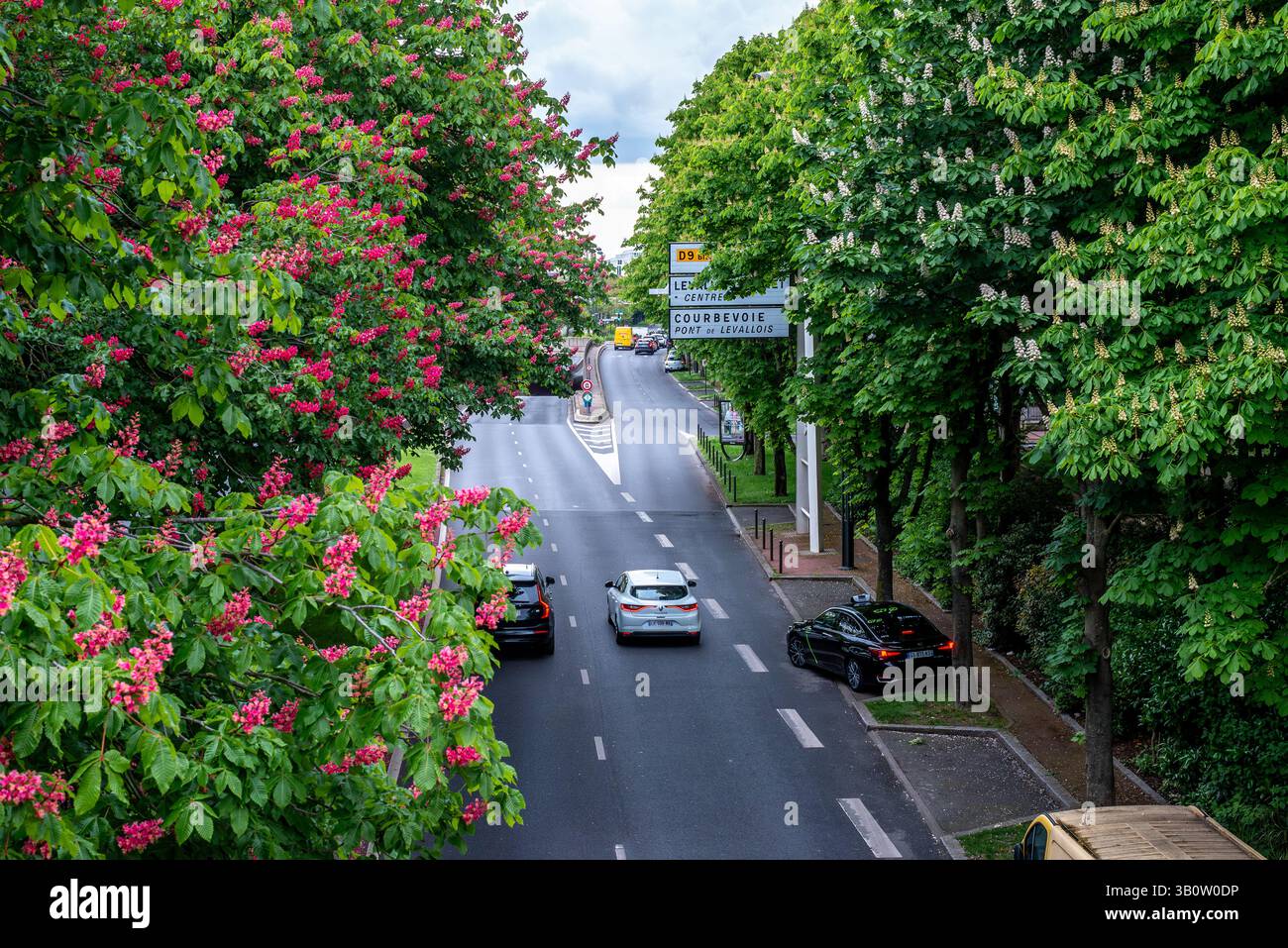 Horse chestnut trees paris hi-res stock photography and images - Alamy