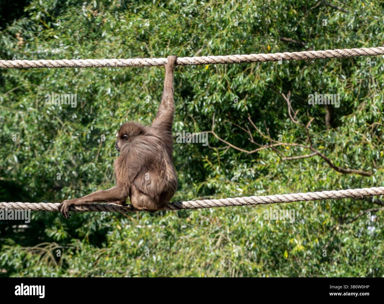 A chimpanzee monkey with long arms walks through vines in trees Stock ...