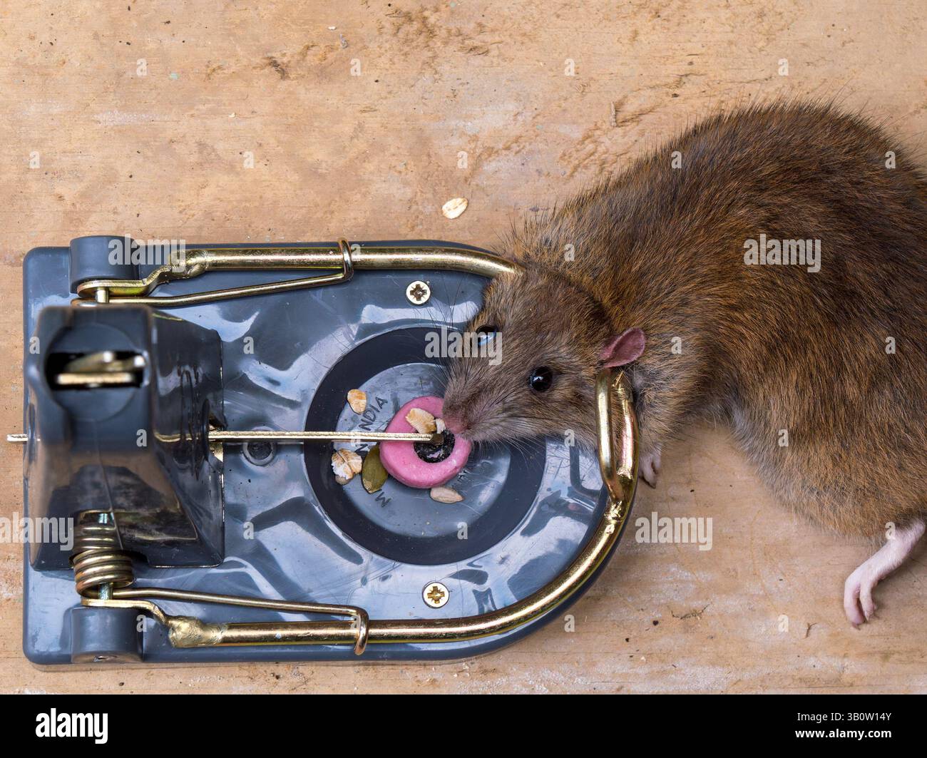 Heavy duty rat trap hi-res stock photography and images - Alamy