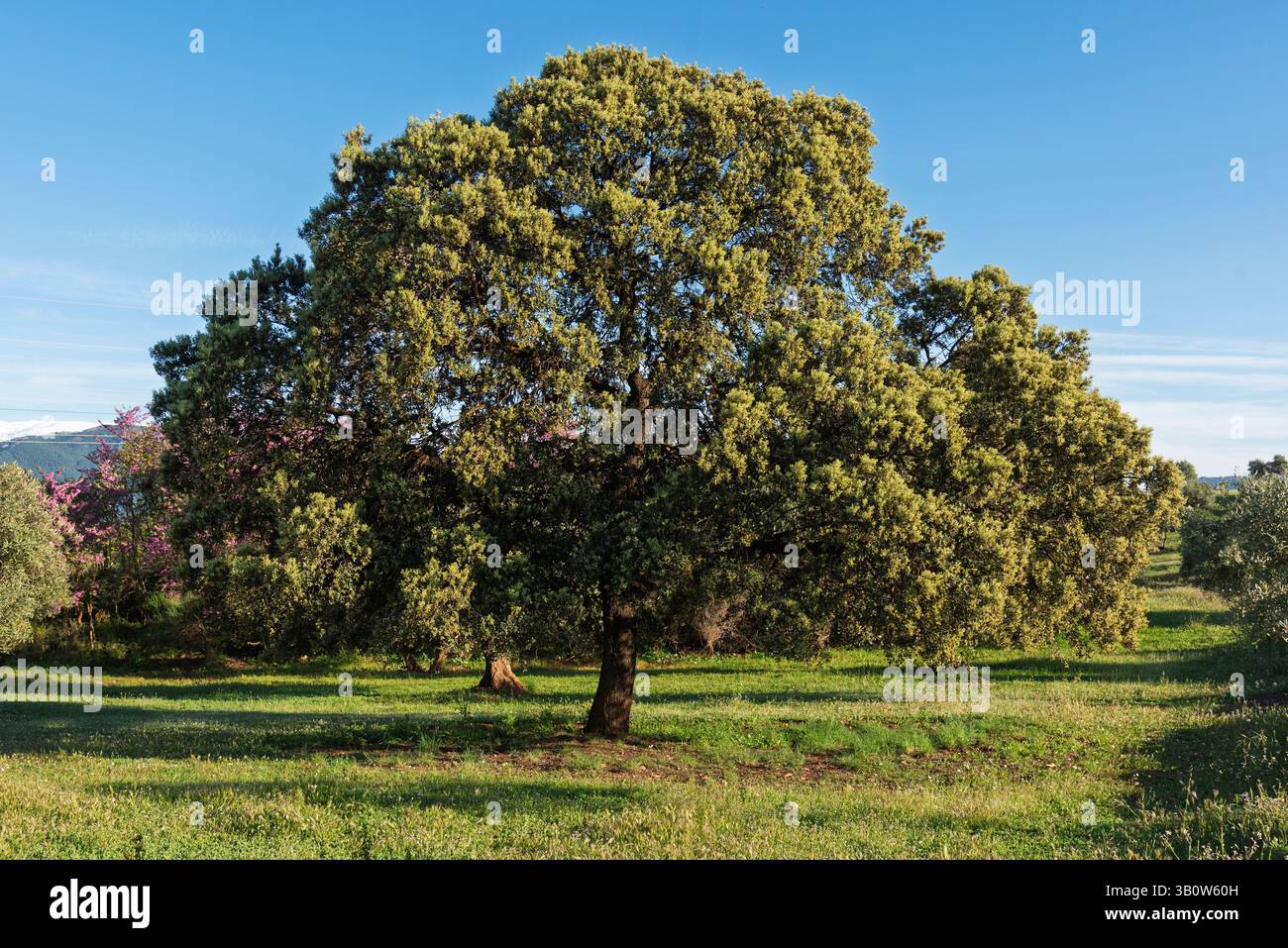 Campo otoñal hi-res stock photography and images - Alamy