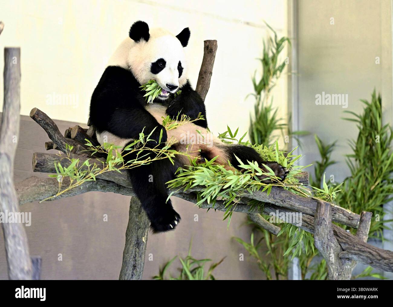 FILE: A photo shows a giant panda, Fuhin, at the theme park Adventure ...