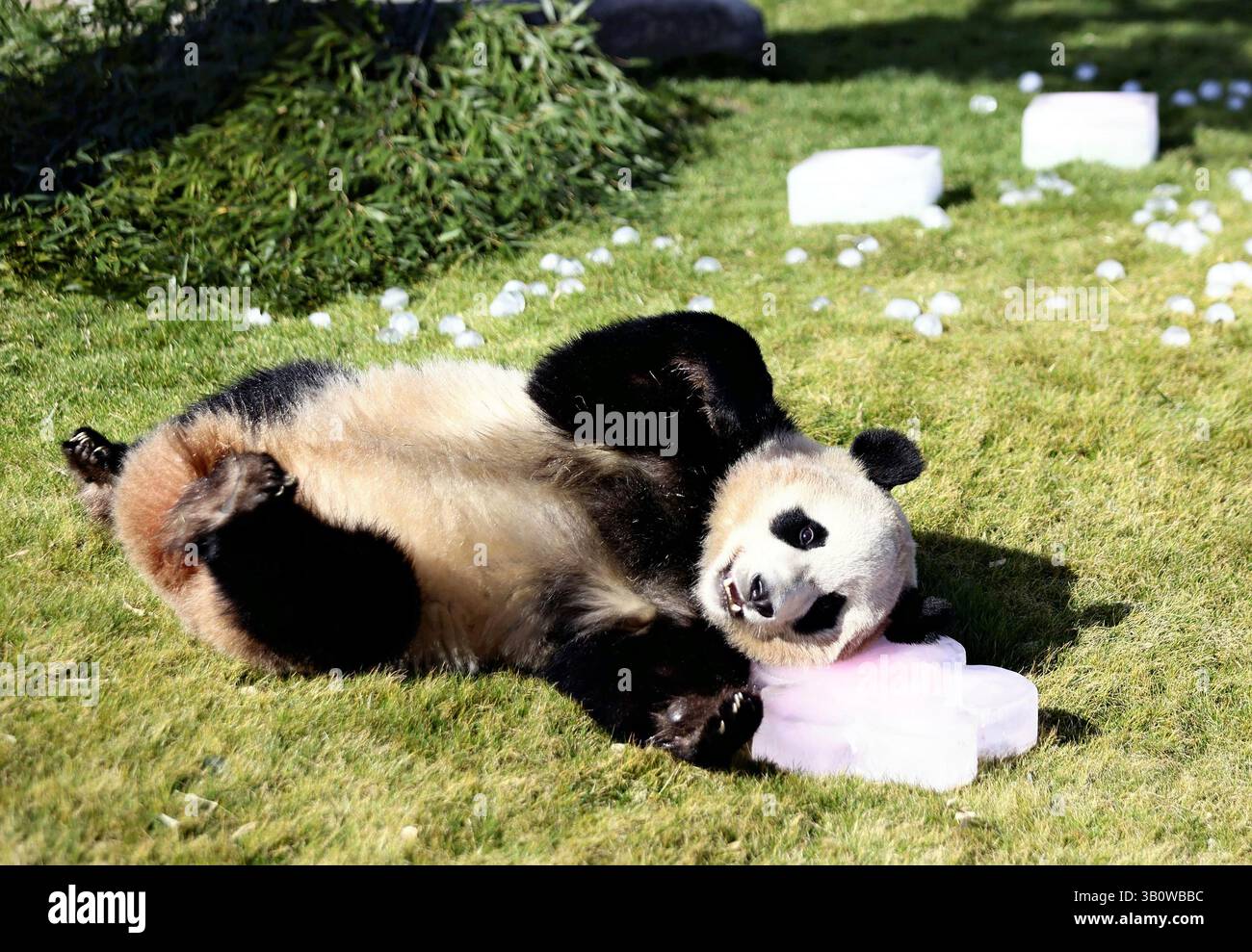 FILE: A photo shows a giant panda, Fuhin, was given ice and bamboo as a ...