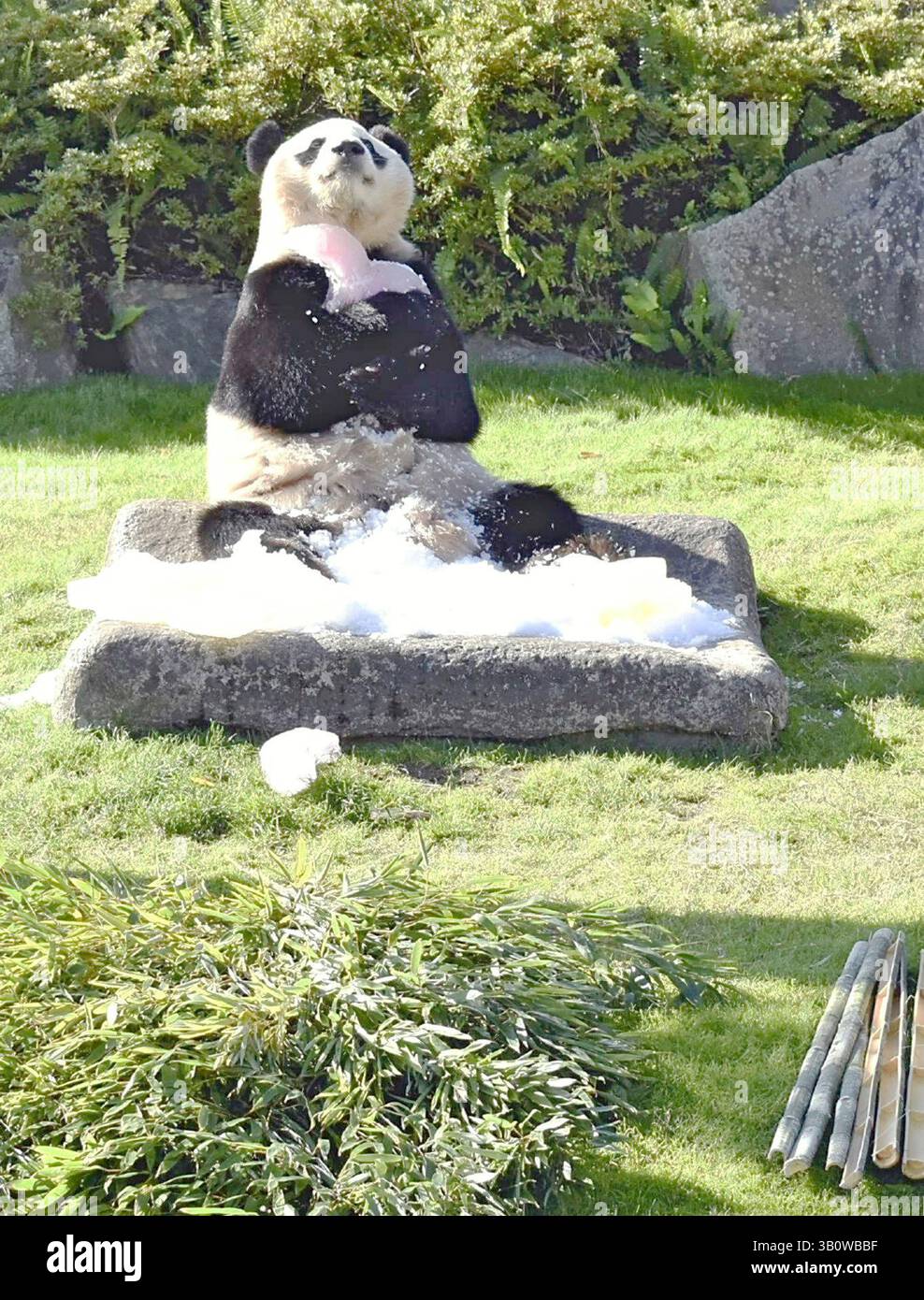 FILE: A photo shows a giant panda, Fuhin, celebrating her third ...