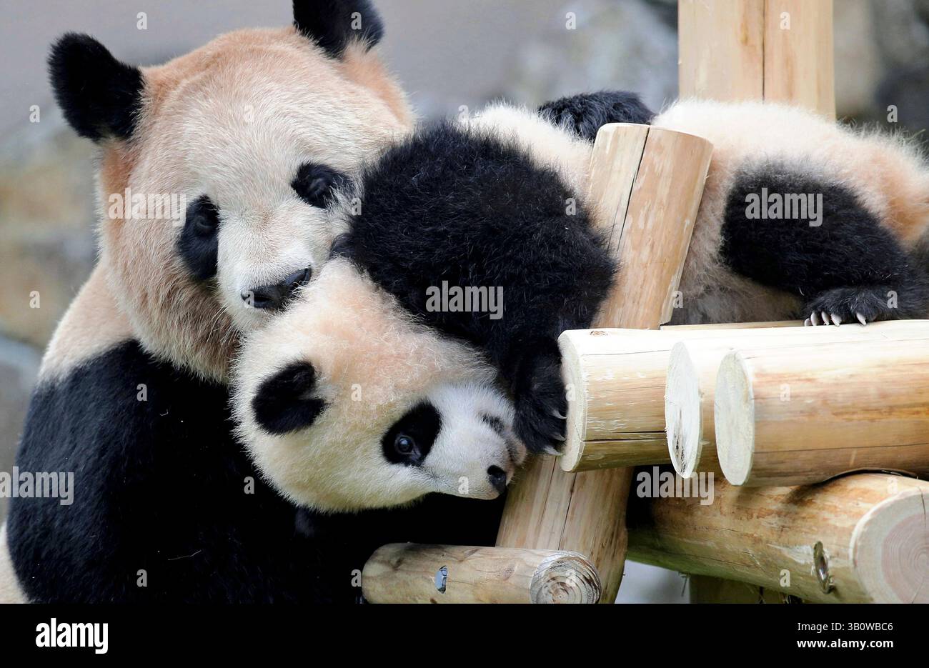 FILE: A photo shows giant baby panda, Saihin, spending time with mother ...
