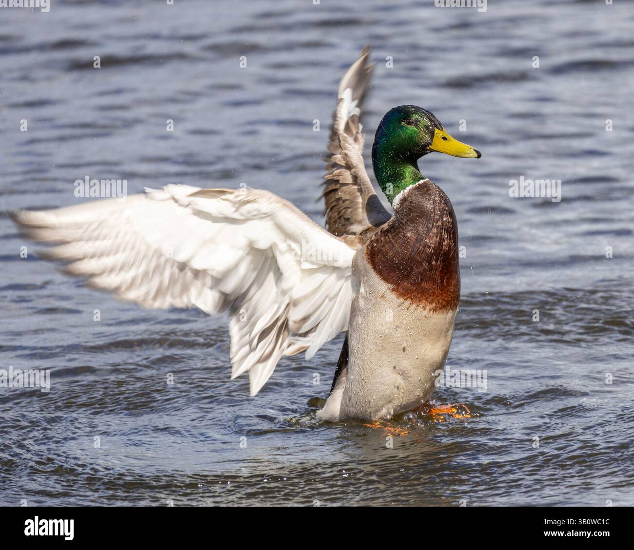 A vibrant male mallard duck flaps its wings while standing in calm ...