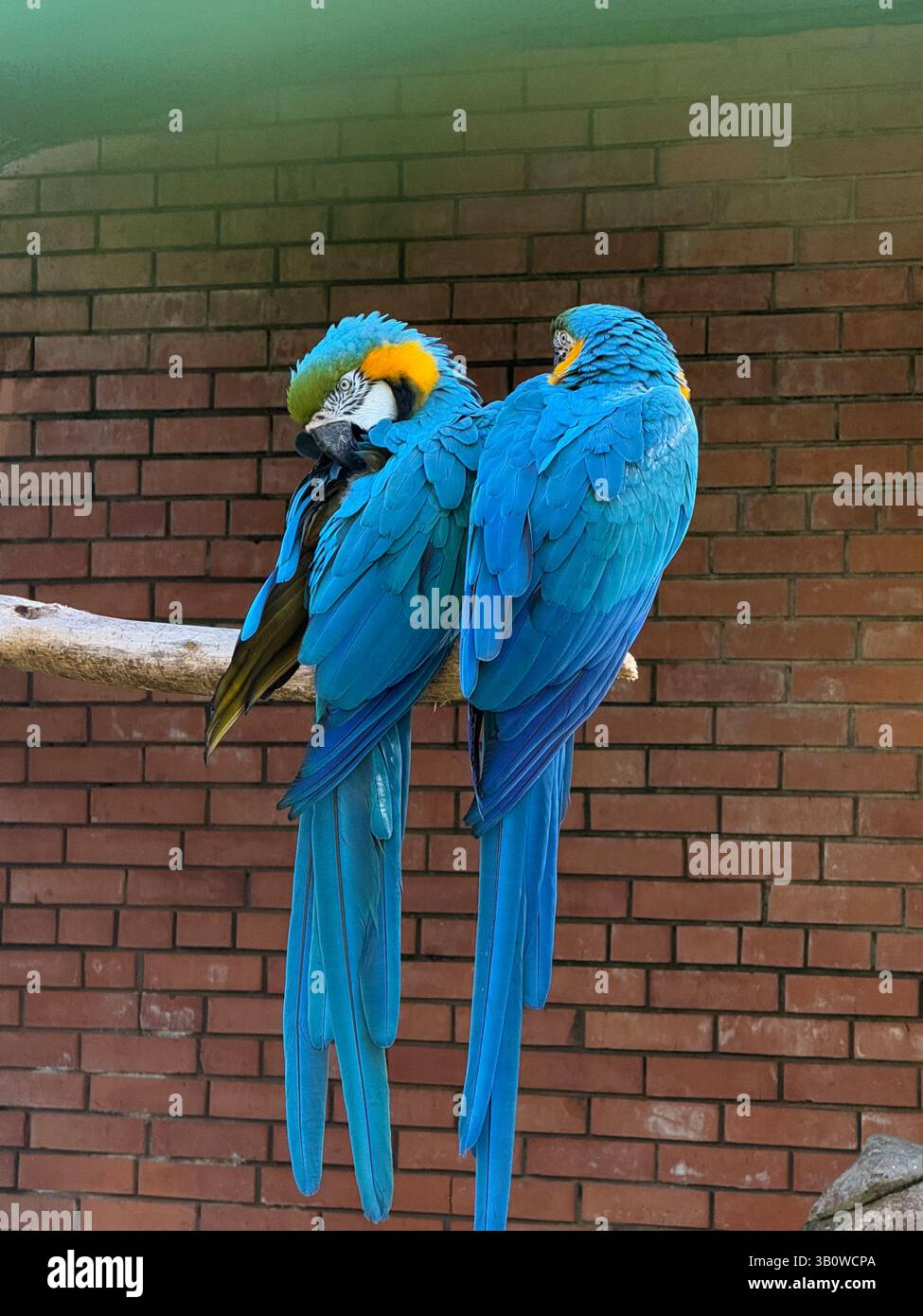The photo shows two blue-and-yellow macaws perched side by side on a wooden branch. Both birds ...