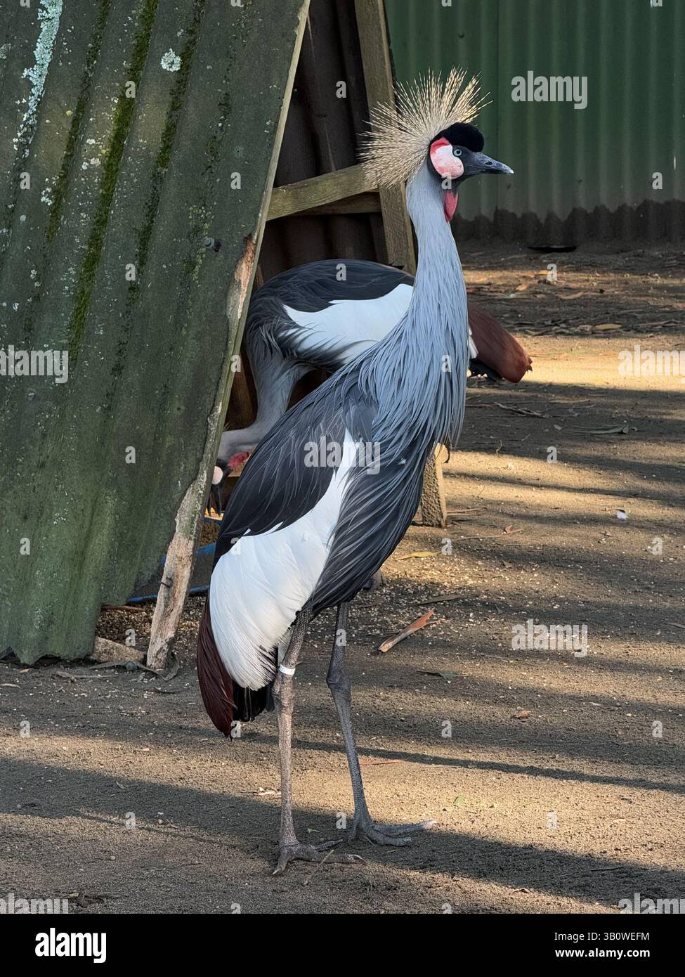This photo captures a side view of a grey crowned crane standing on a ...