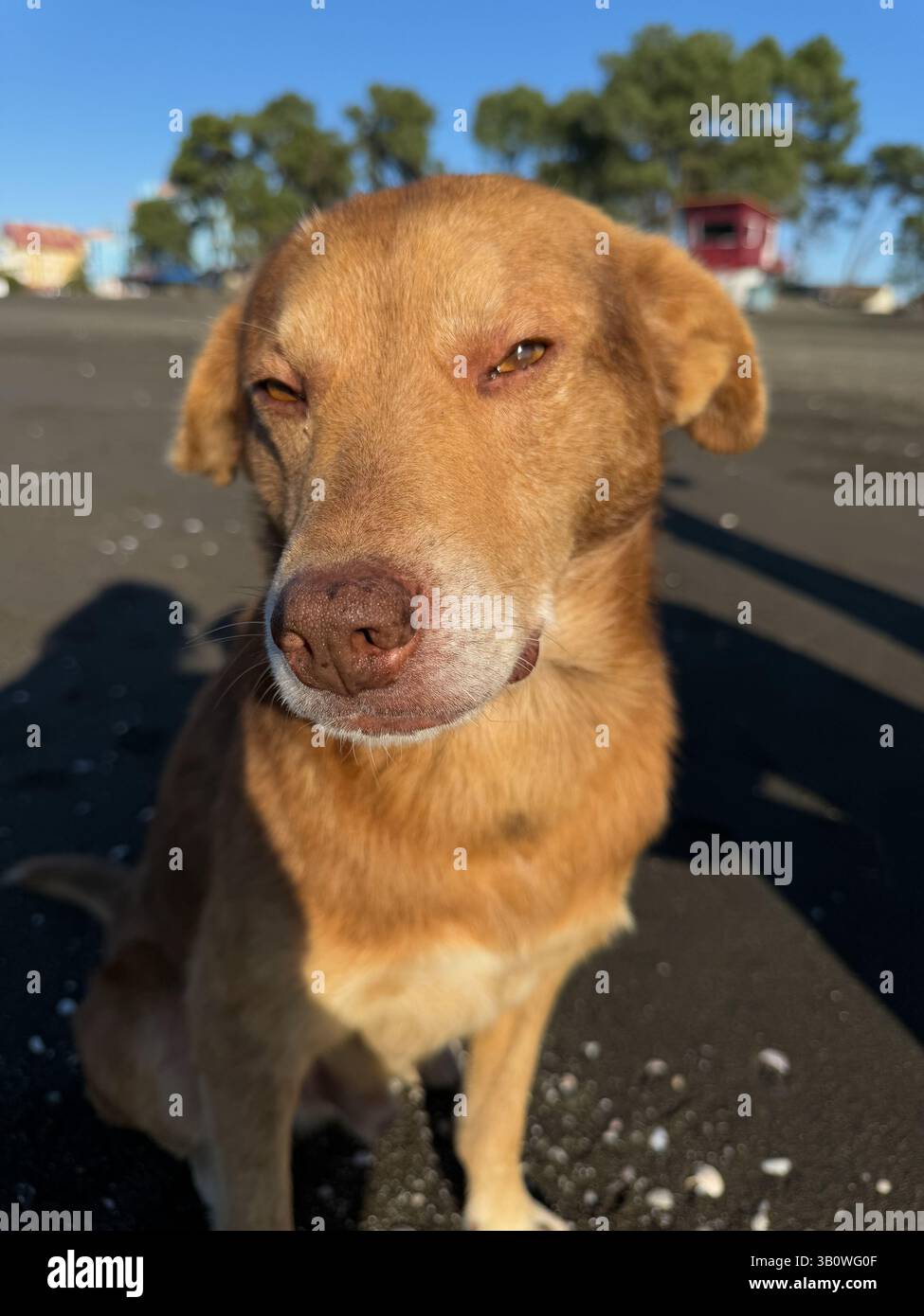 The image shows a close-up of a brown dog sitting on a dark sandy ...