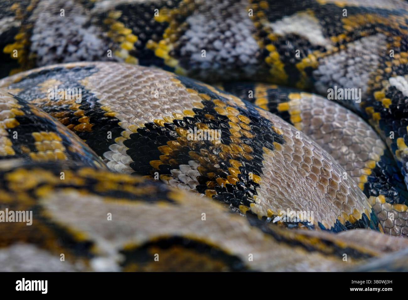 Color pohoto hi-res stock photography and images - Alamy