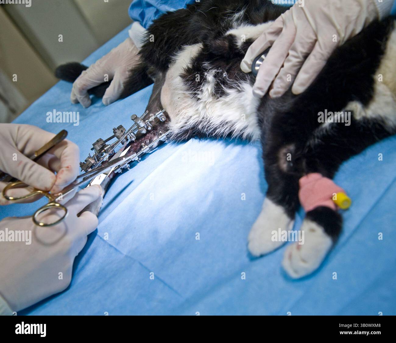 Bionic car hi-res stock photography and images - Alamy