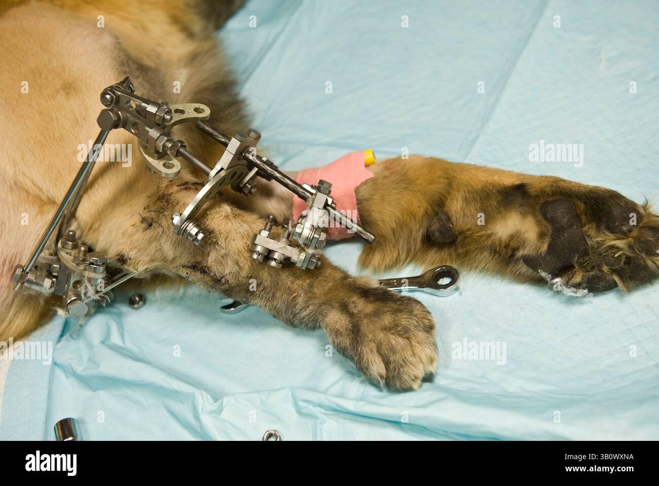 Veterinary expenses hi-res stock photography and images - Alamy