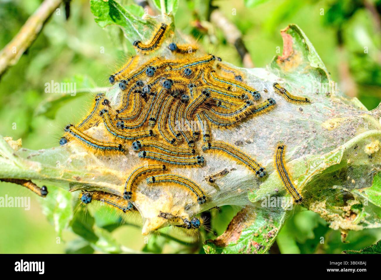 Eastern Tent caterpillars (Malacosoma americana) on leaves of Apple ...