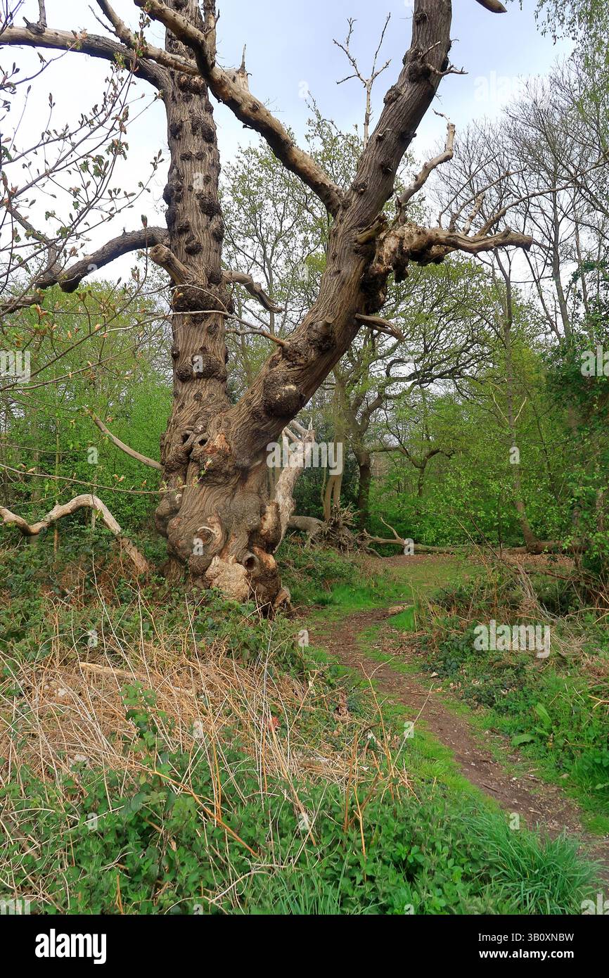 Lumps and bumps on an old tree in Shorne country park Stock Photo - Alamy