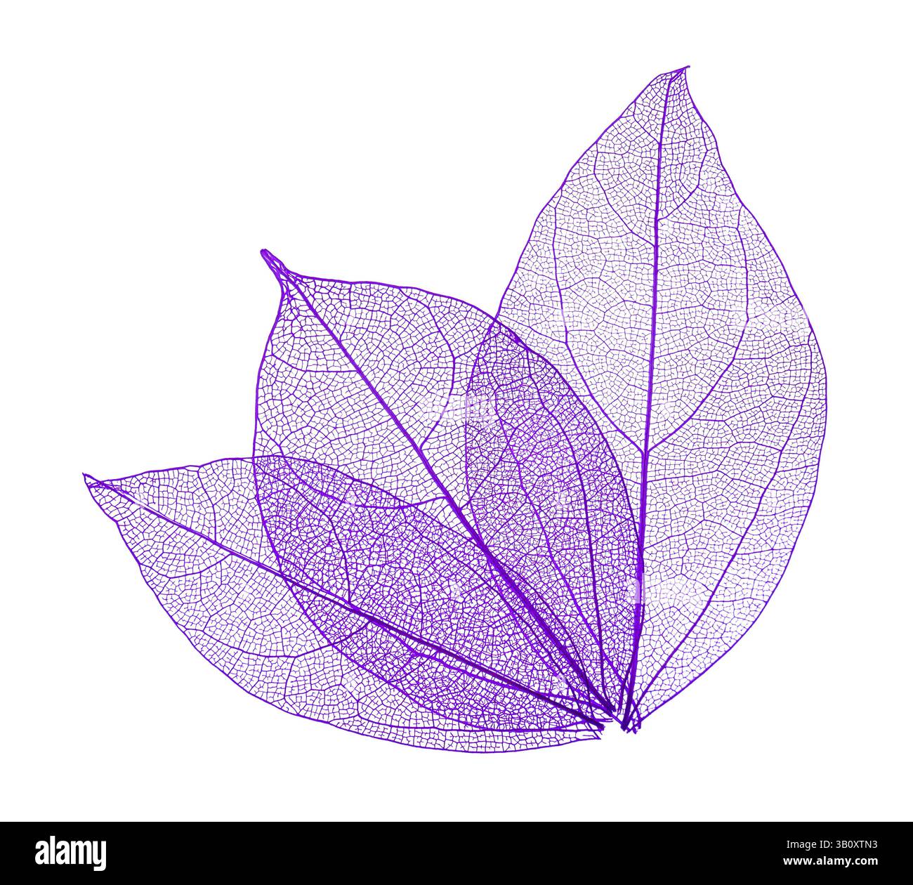 Beautiful skeletonized leaves isolated on white, top view Stock Photo ...