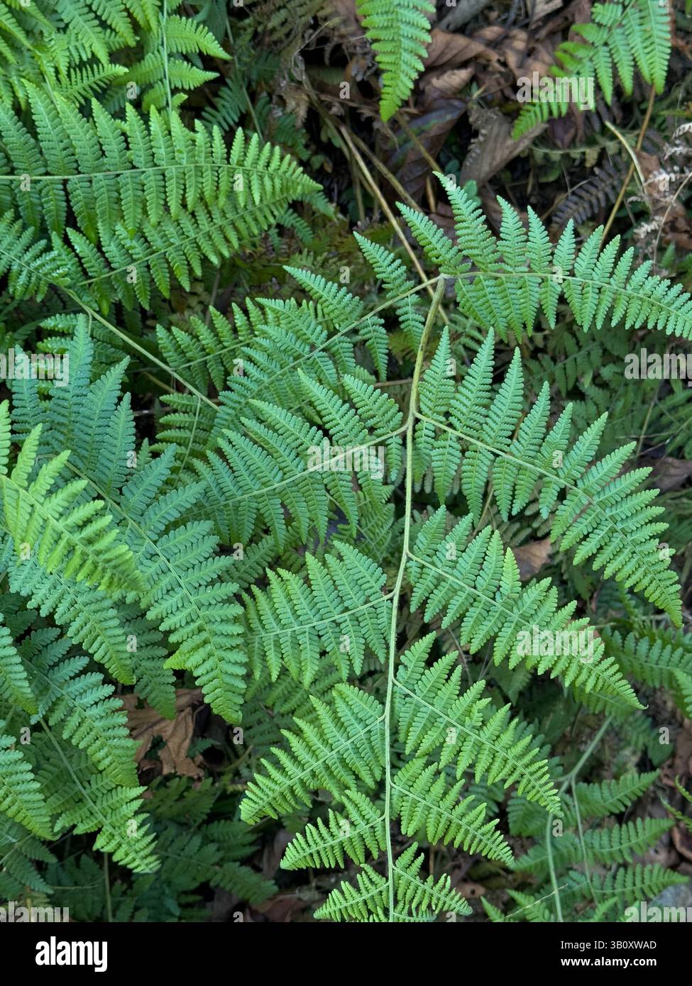 The photo captures a close-up view of green fern fronds in a forest ...