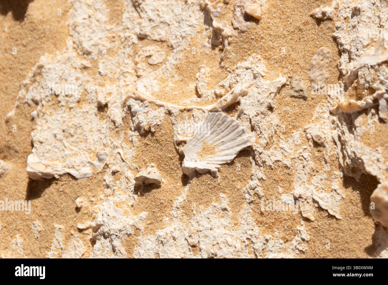 Fósil de concha hi-res stock photography and images - Alamy