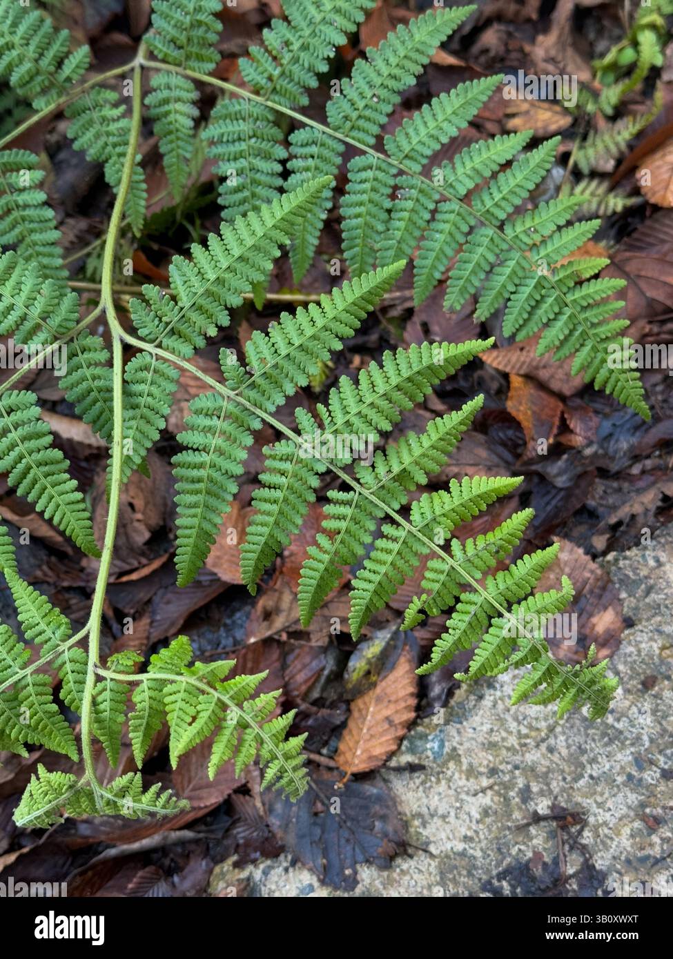 This photo shows a single green fern leaf spread over a forest floor ...