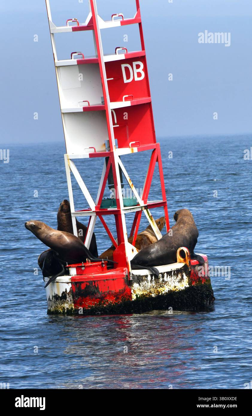 Newport, Oregon, has floating harbor buoy and it is filled with Sea ...