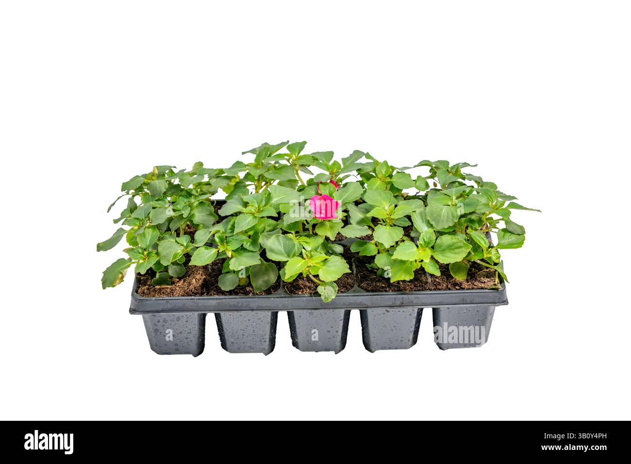 A row of small plants with one pink flower in the middle. The plants ...