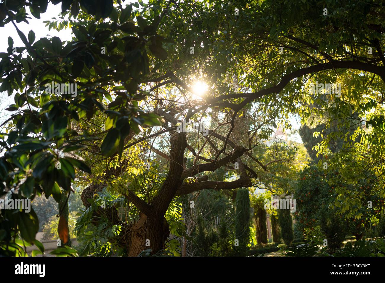 Sunlight filters through the canopy of trees in a vibrant garden ...
