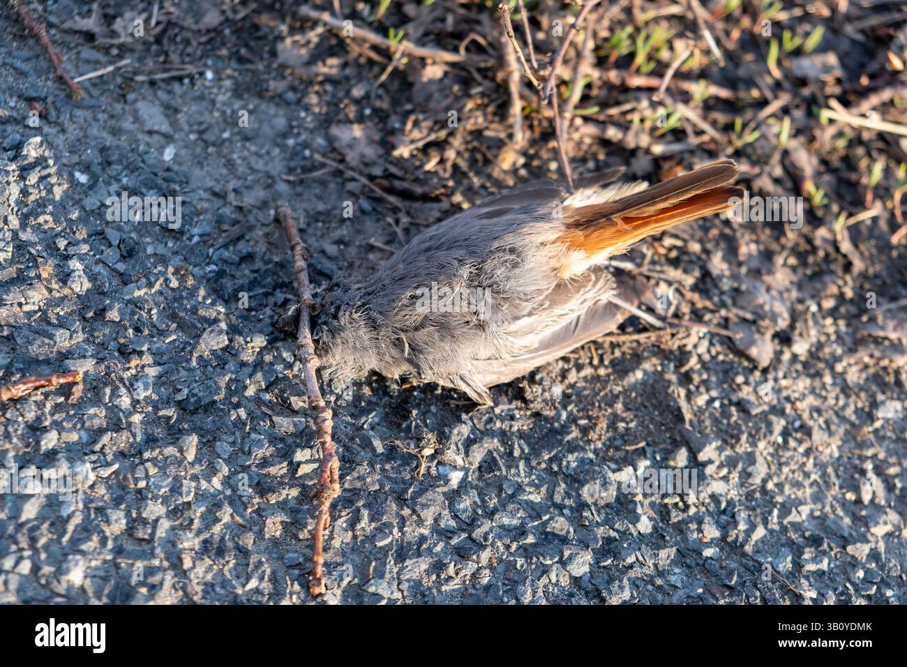 Dead bird lying on asphalt road Stock Photo - Alamy