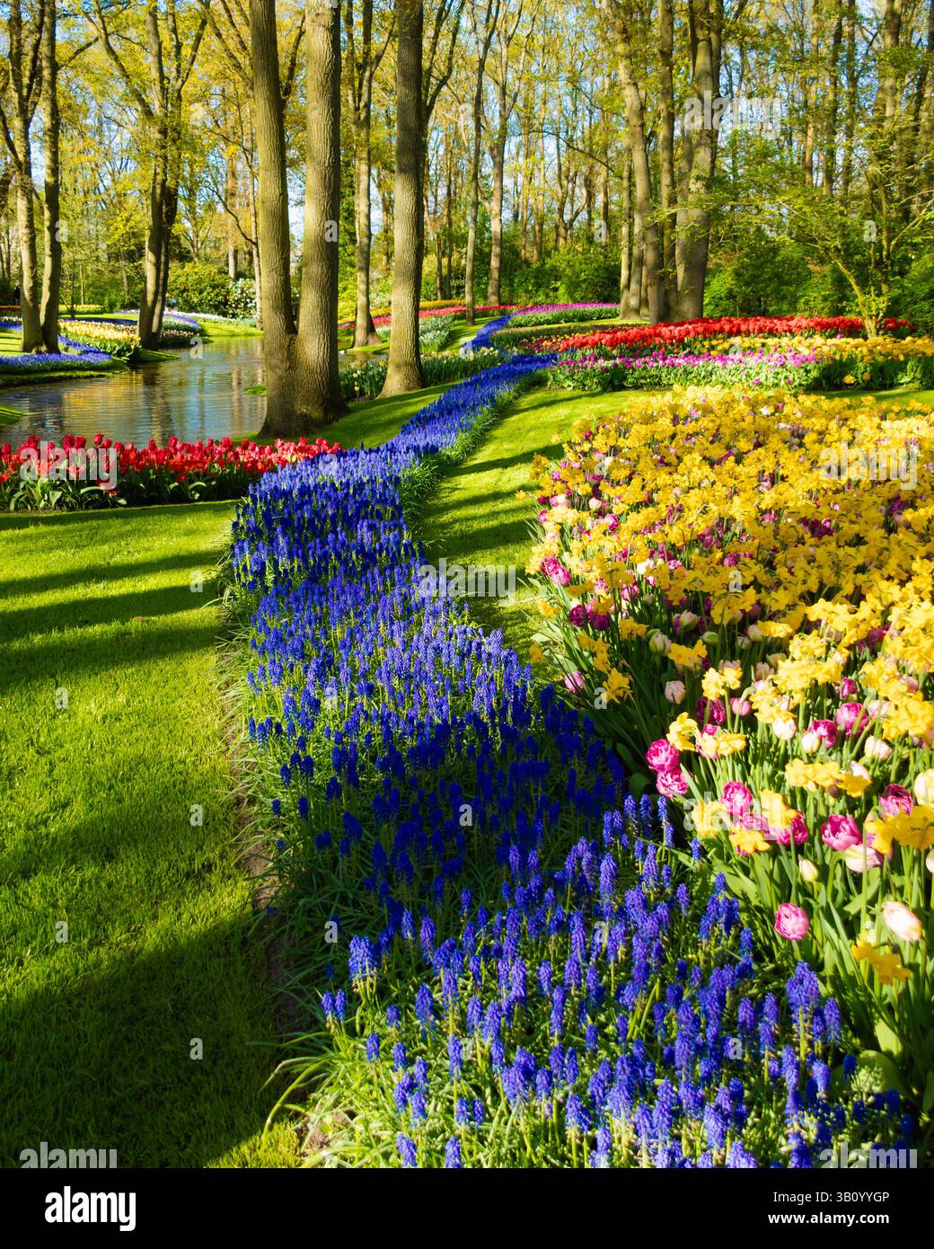 Stunning keukenhof display featuring hi-res stock photography and ...