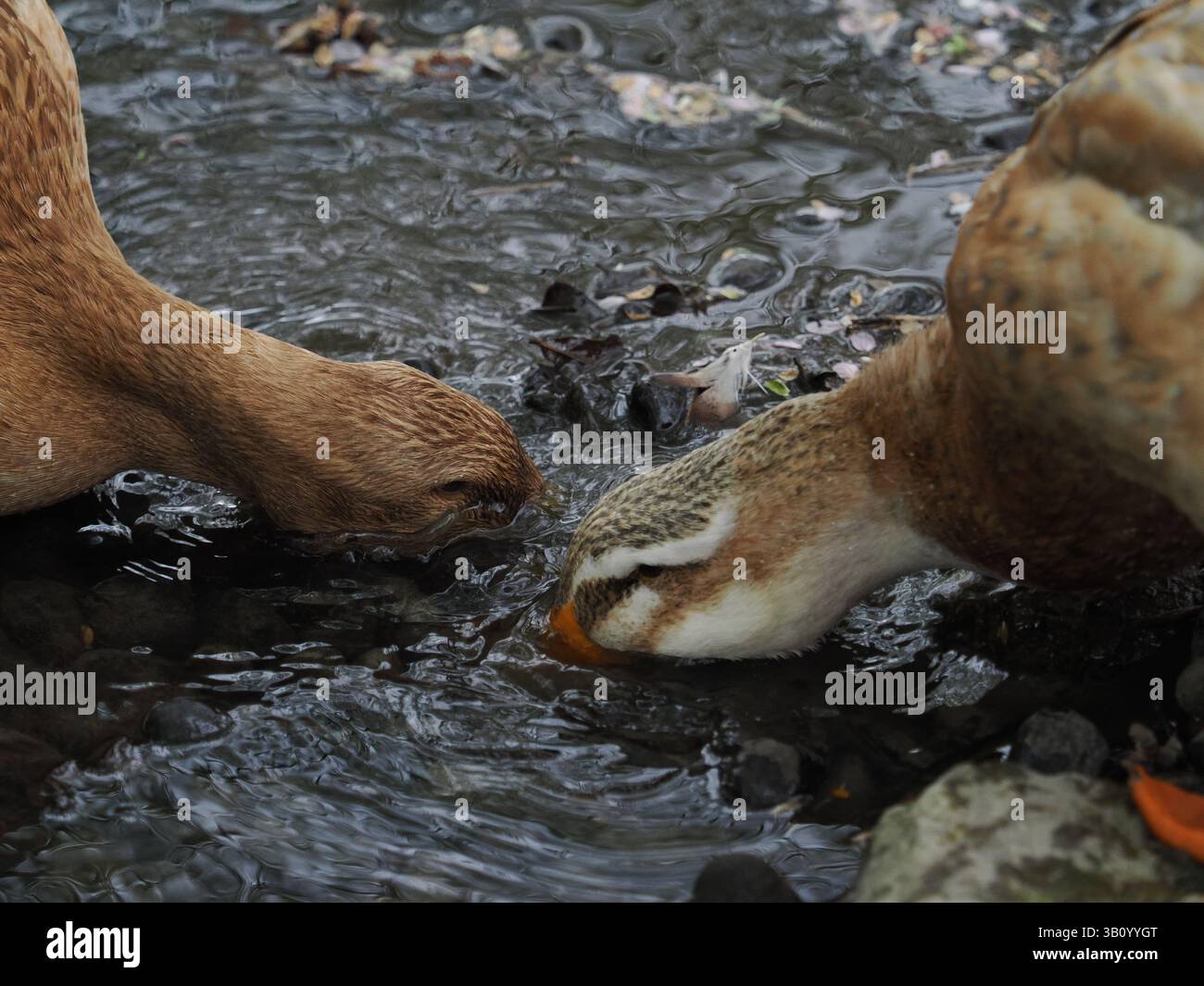 Two brown ducks foraging in shallow stream water Stock Photo - Alamy