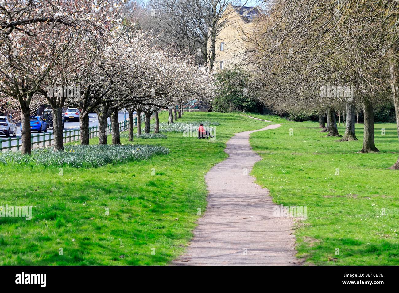 Cherry trees with blossom, springtime, Llandaff Fields park, Cardiff ...