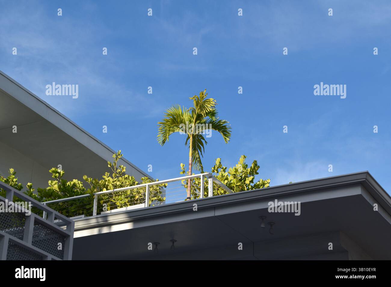 Buildings palm trees in miami hi-res stock photography and images - Alamy